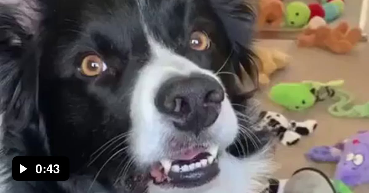Brain training of Border Collie - 9GAG