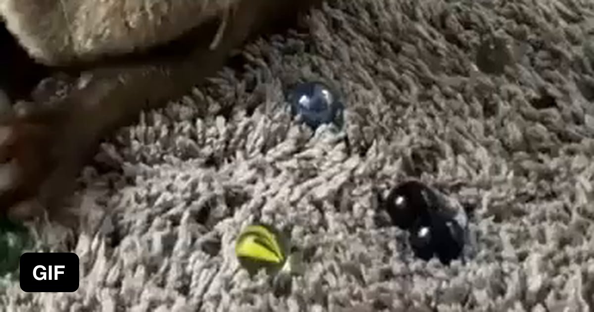 This otter playing with marbles - 9GAG