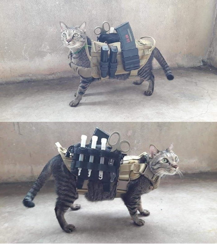 The Tacti-Cat - 9GAG