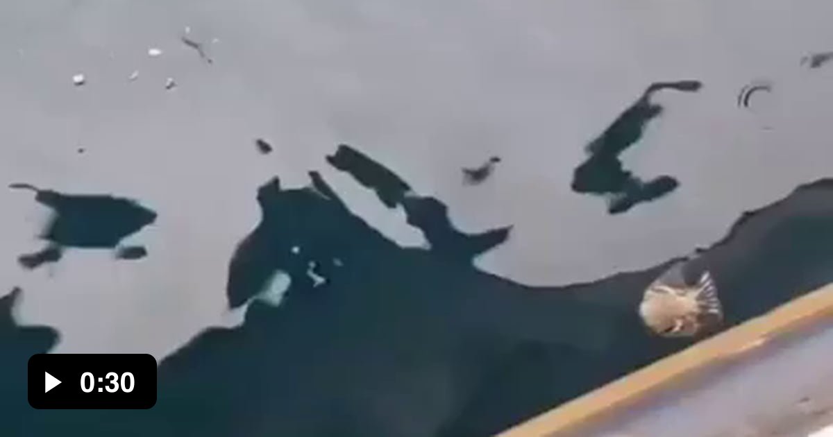Saving a bird from drowning - 9GAG