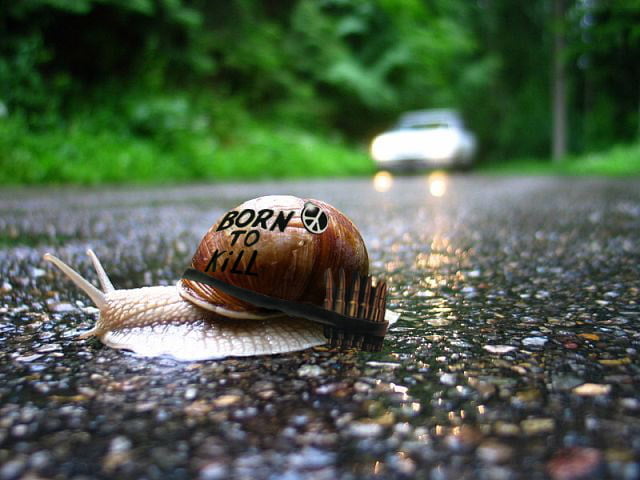 Beware of the snail - 9GAG