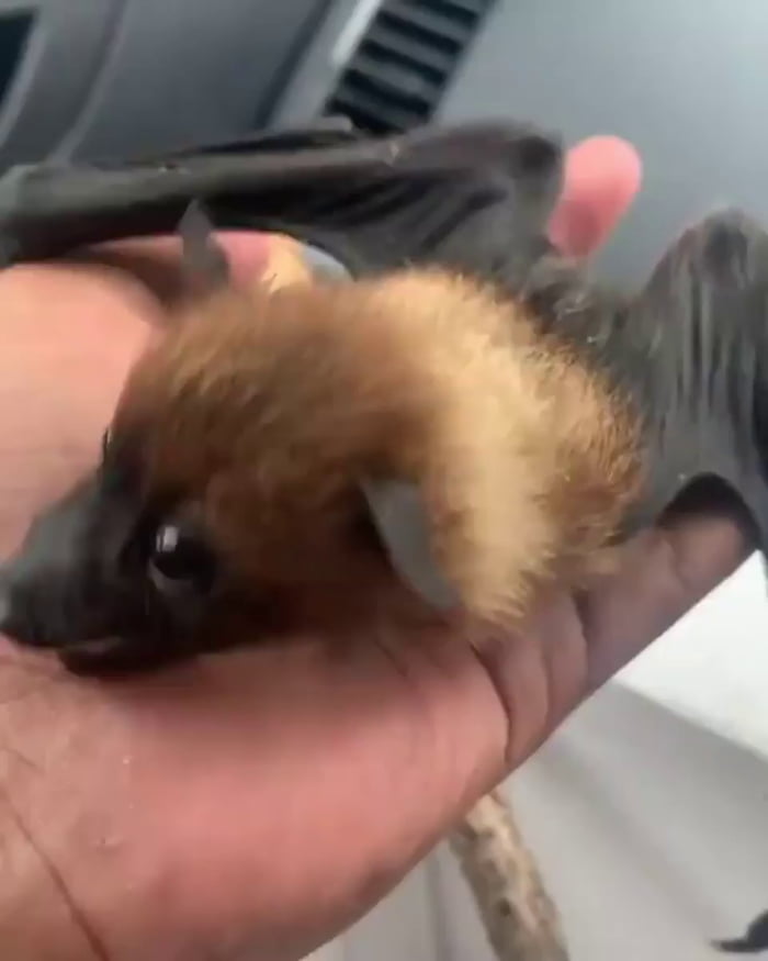 Sky pupper say hi - 9GAG