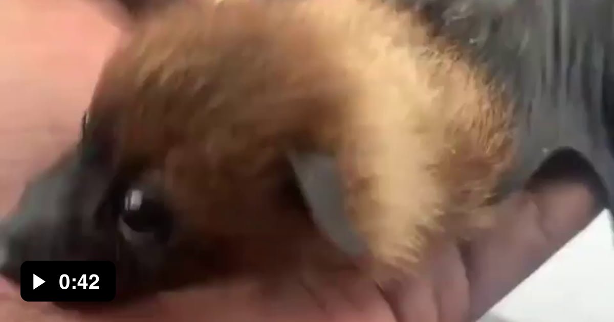 Sky pupper say hi - 9GAG