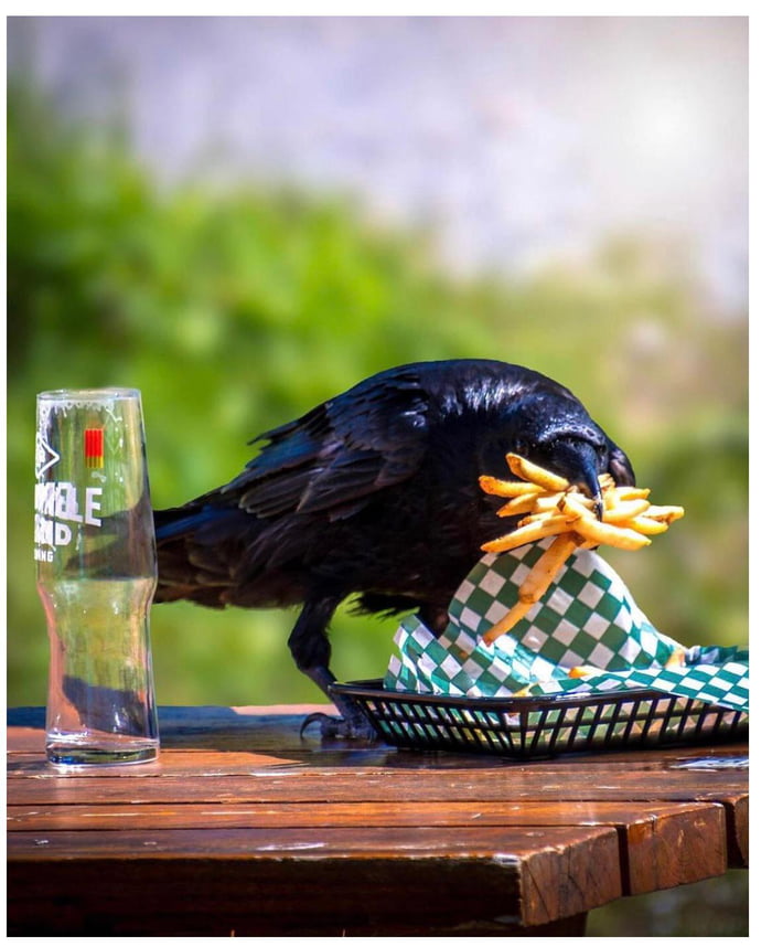 Crow, Owner of all the Fries - 9GAG