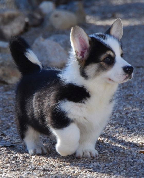 Corskys, a husky and a corgi mix. - 9GAG