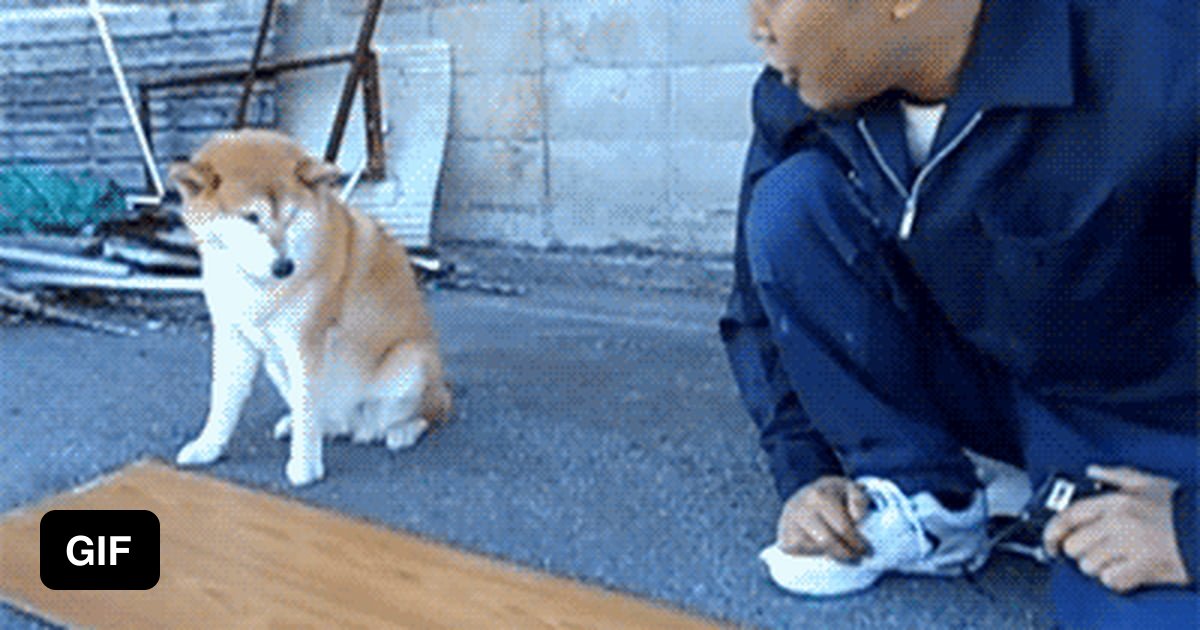 Man's best helper - 9GAG