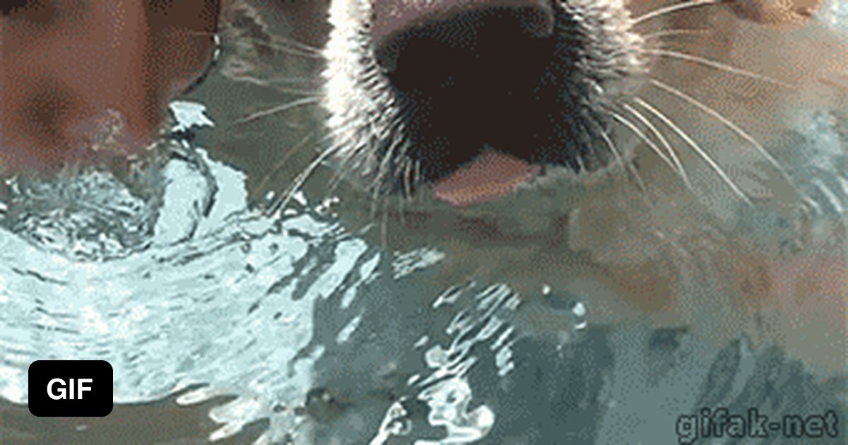 Dog enjoying the pool making bubbles - 9GAG