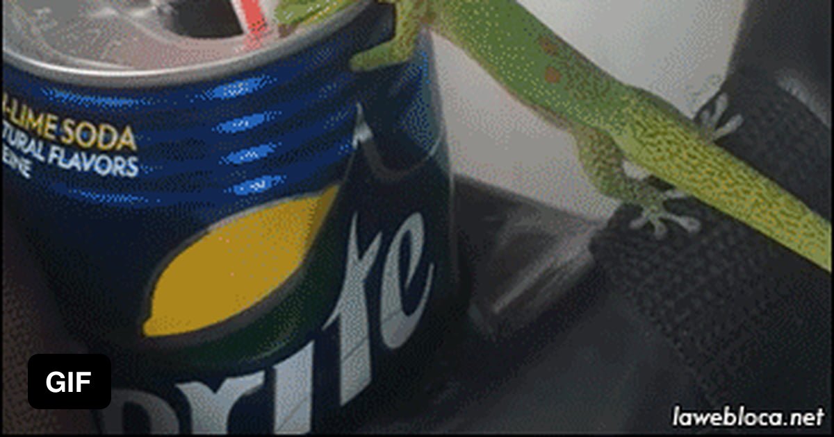 Lizard drinking soda - 9GAG