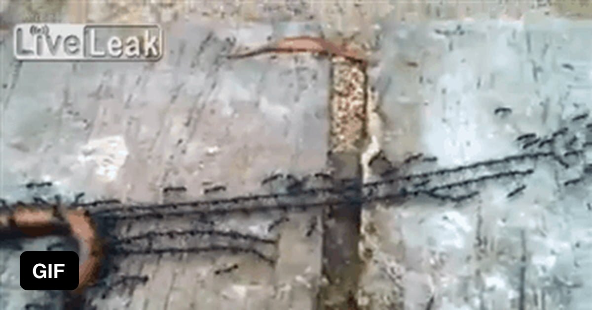 Ants working in harmony create a daisy chain to pull dinner home. - 9GAG