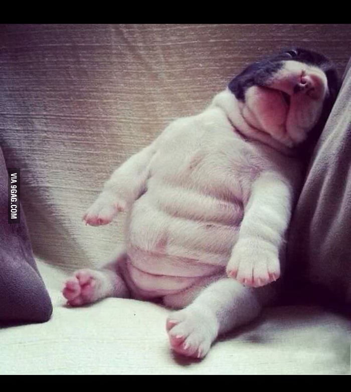 Just a fat puppy napping. - 9GAG