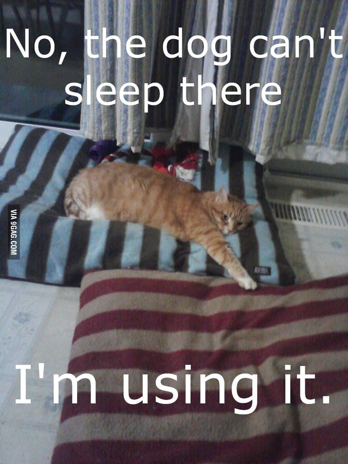 Typical Cat - 9GAG