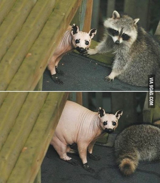 Nothing interesting, just a shaved raccoon. - 9GAG