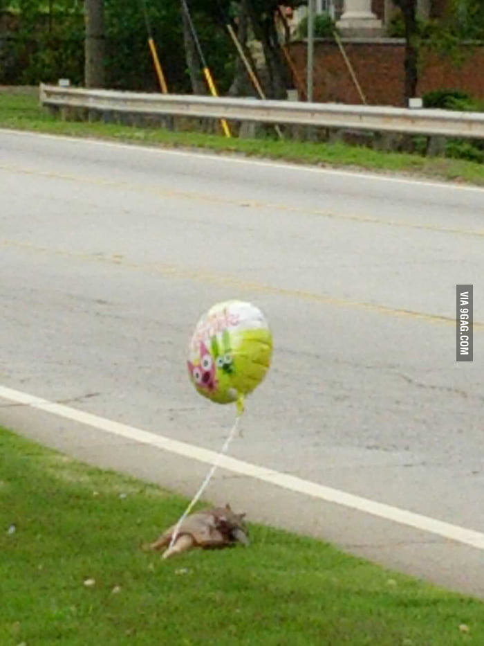 Someone Tied A Get Well Soon Balloon On This Armadillo 9GAG someone-tied-a-get-well-soon-balloon-on-this-armadillo-9gag