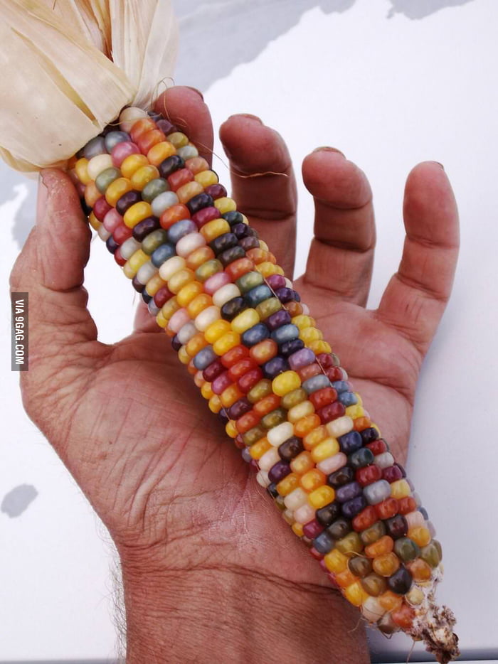 Rainbow corn - 9GAG