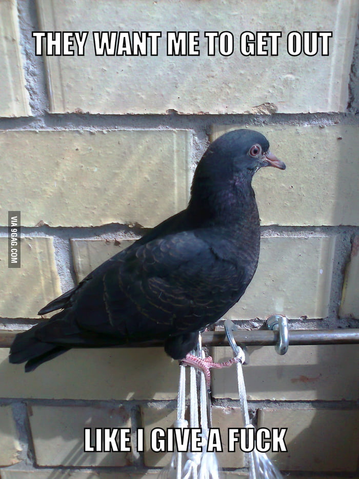 Pigeon attack in balcony - 9GAG