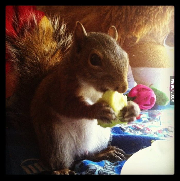 My aunt's squirrel passed away suddenly today. I hope he can warm a few ...