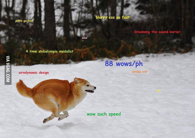 Wow. Many speed. Such doge - 9GAG