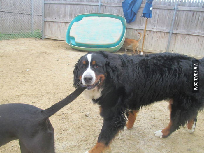 My dog has a habit of trolling other dogs. - 9GAG