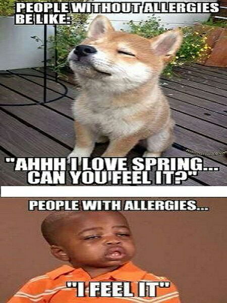 I Feel It Allergy Meme