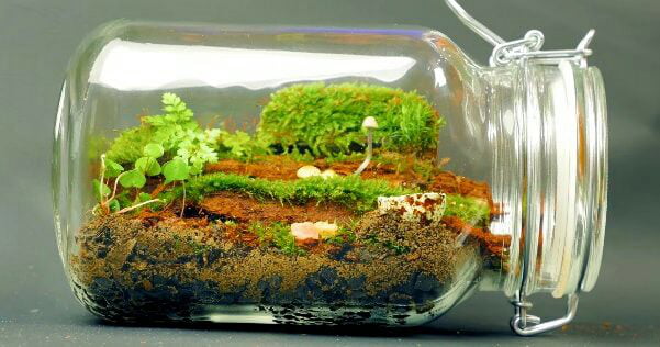 I want to build myself one of these: an eternal closed ecosystem. Any ...