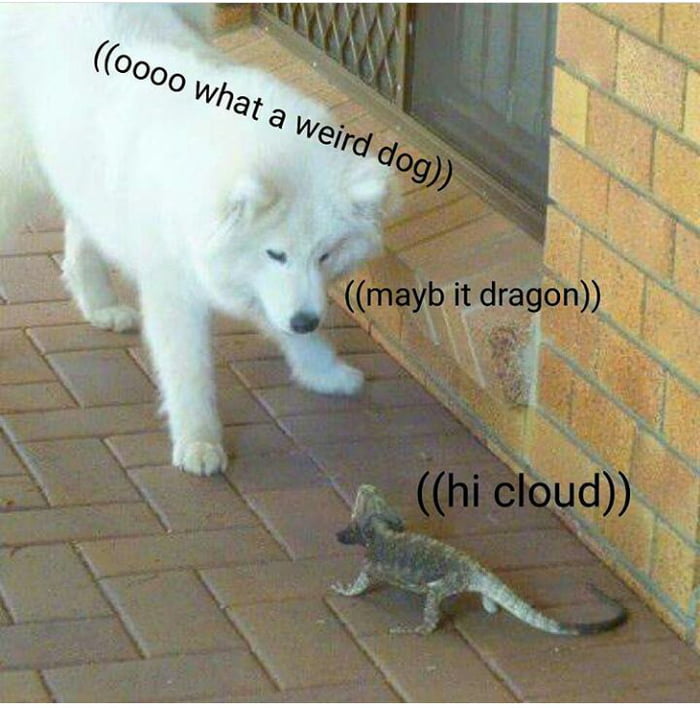 Doggo with leg snek - 9GAG