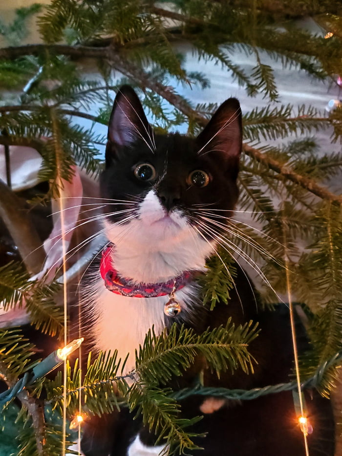 Kittens first Christmas - 9GAG