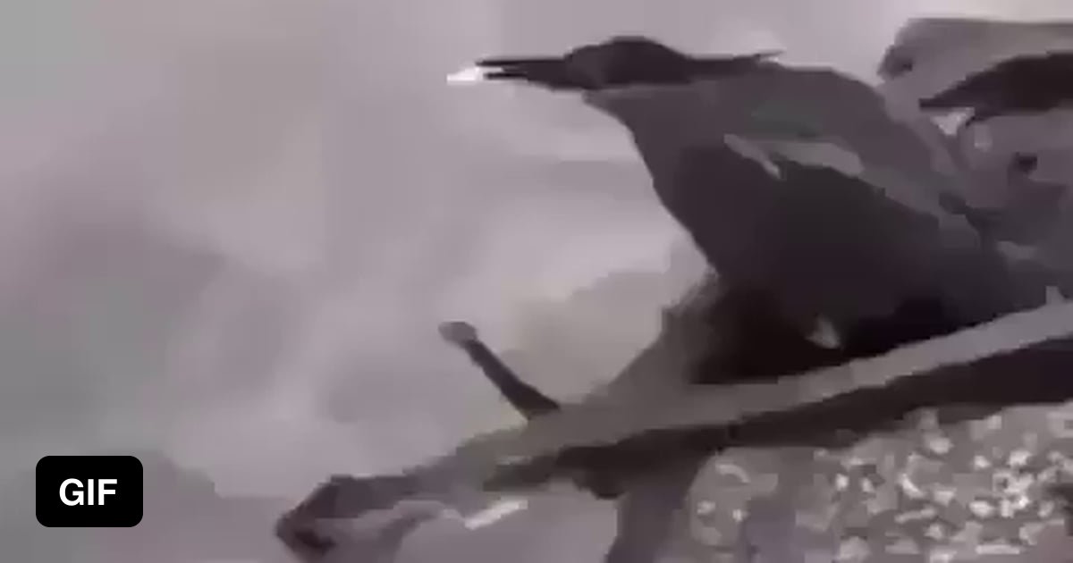 Bird using bait to catch fish - 9GAG