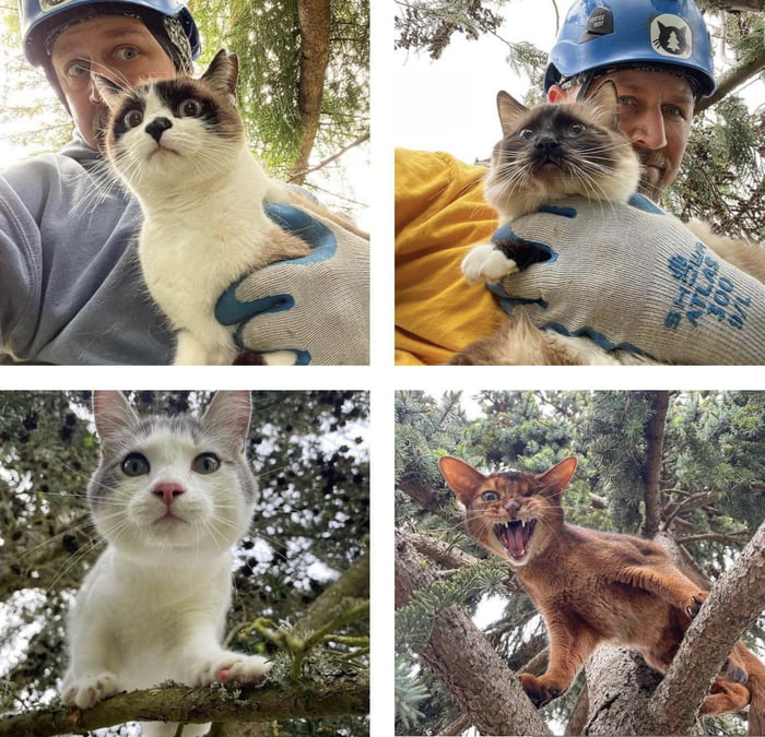 Canopy Cats in Washington (USA) helps get kitties down from trees ...