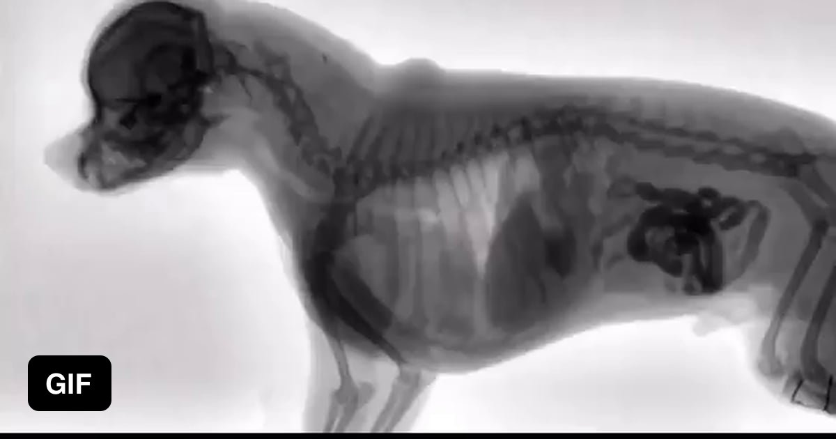 A dog eating seen through X-rays - 9GAG