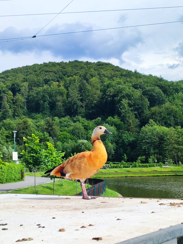 Enjoy the view of Romanian wild duck - 9GAG