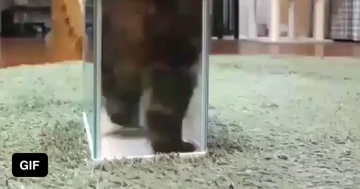 Kitty's liquidity training - 9GAG