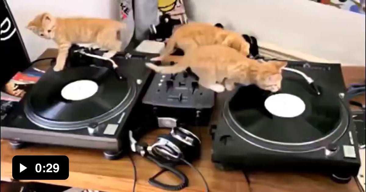 DJ Kittens - 9GAG