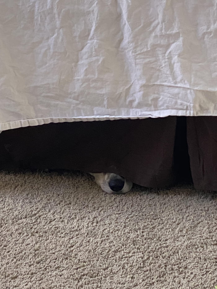 Hide & Seek Champion - 9GAG