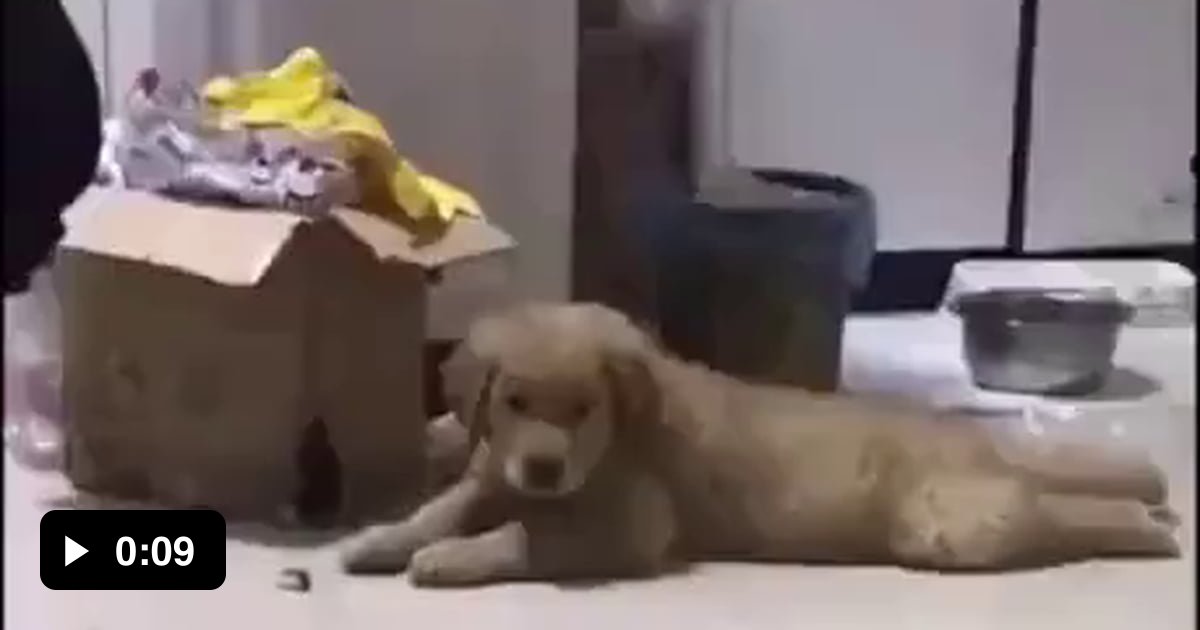 Doggo says it's Friday... - 9GAG