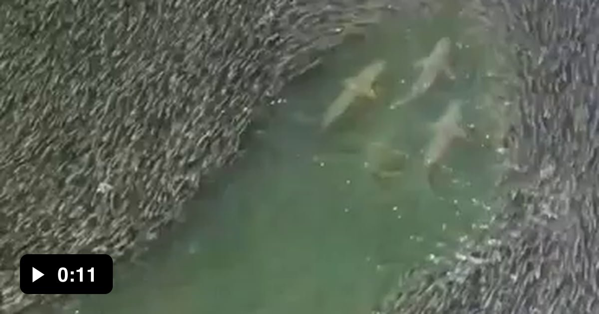 The worst mating dance of them all - 9GAG