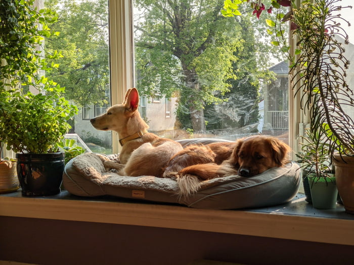 Cozy bay window for pups. - 9GAG