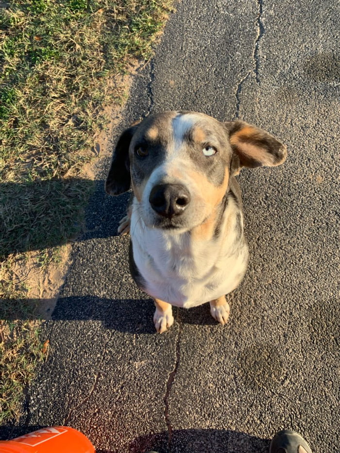 Random doggo ran up to me while working in the boonies, she didn't ...