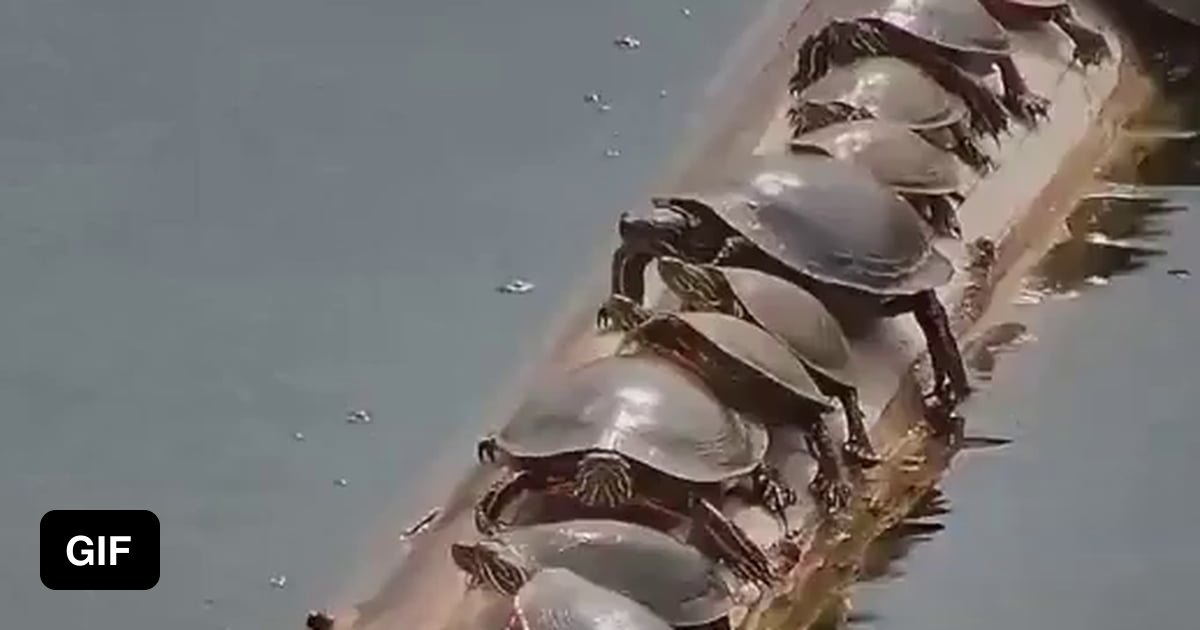 Turtles sunning on an unstable log in the river. - 9GAG