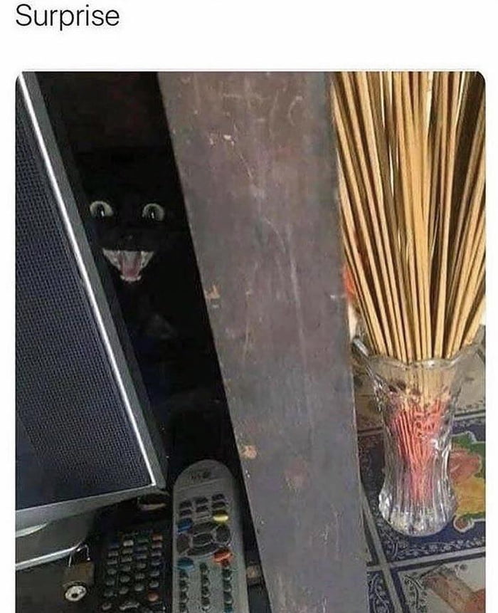 Bodiless Cat, the Cheshire Cat of the real world - 9GAG