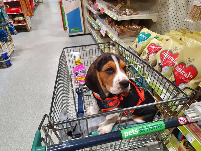 Beagles first shopping trip (9 weeks old) - 9GAG