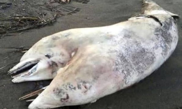 A full grown adult two headed dolphin discovered washed up On a Turkish ...