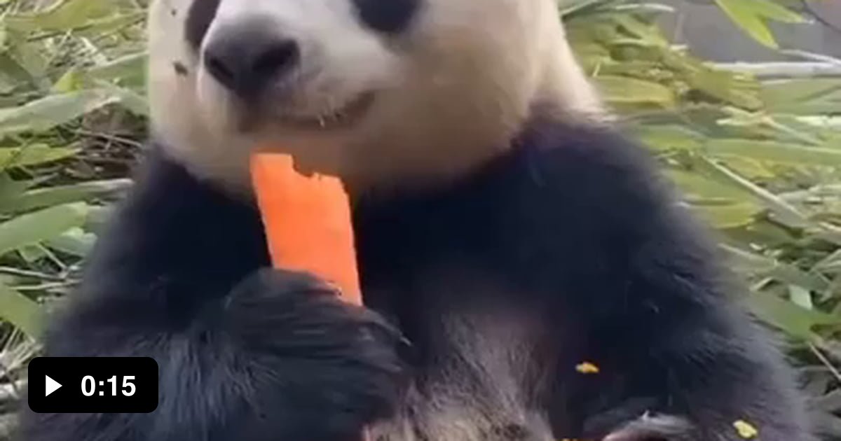 It's just a panda enjoying a carrot!!! - 9GAG