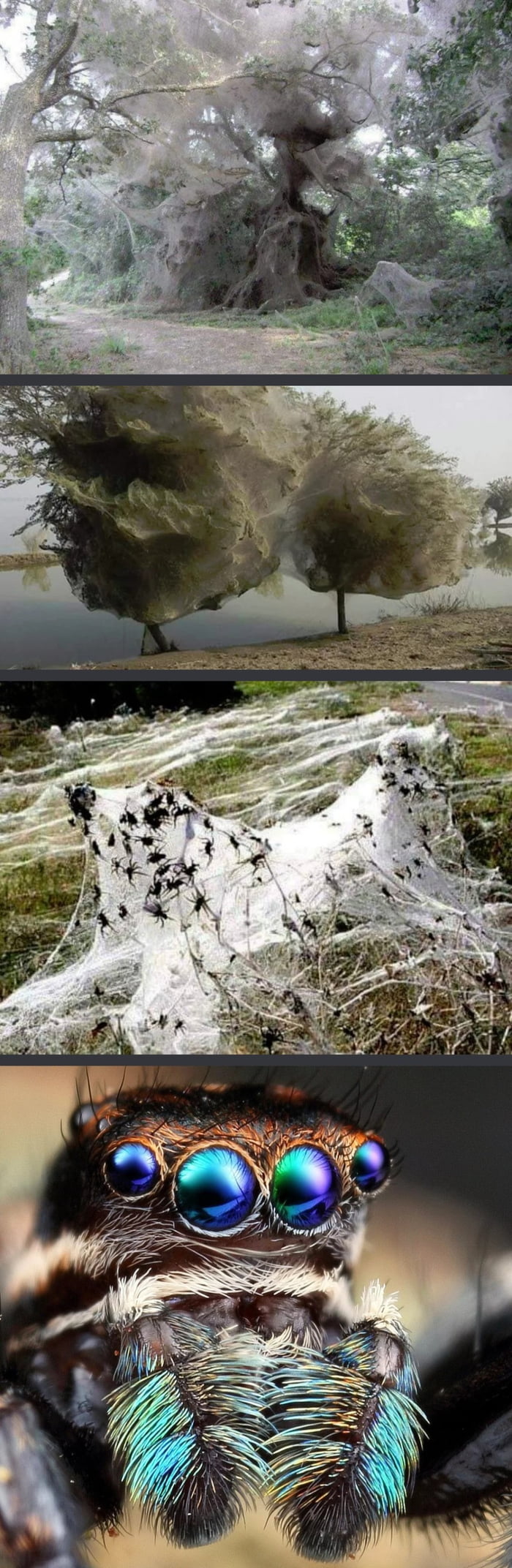 WTF Australia...nope, noop, N pe! - 9GAG