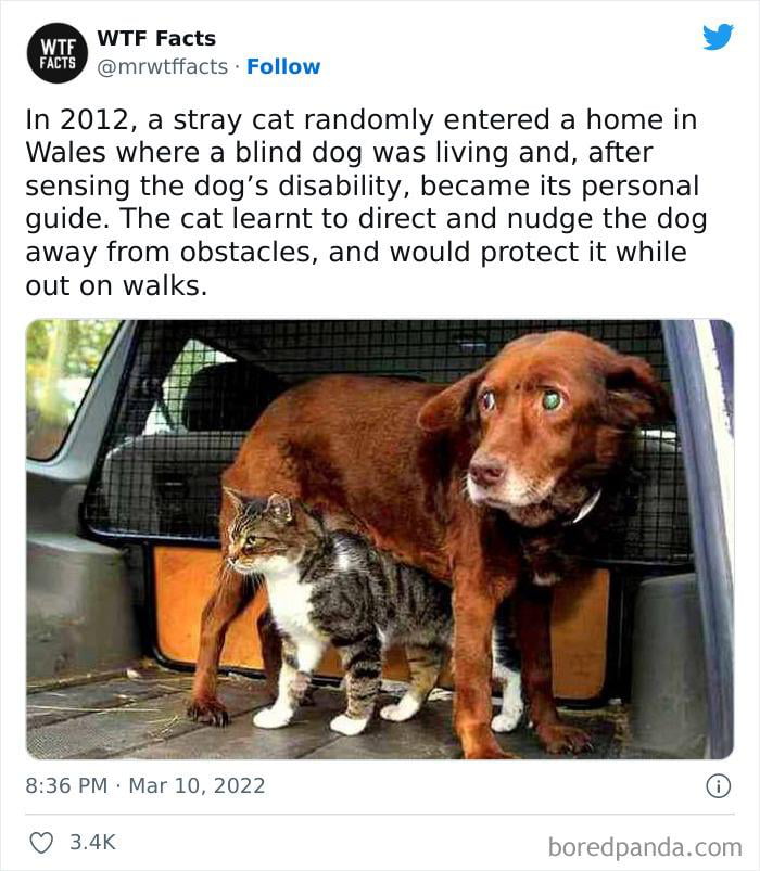 Guide Kitty 9gag 4860