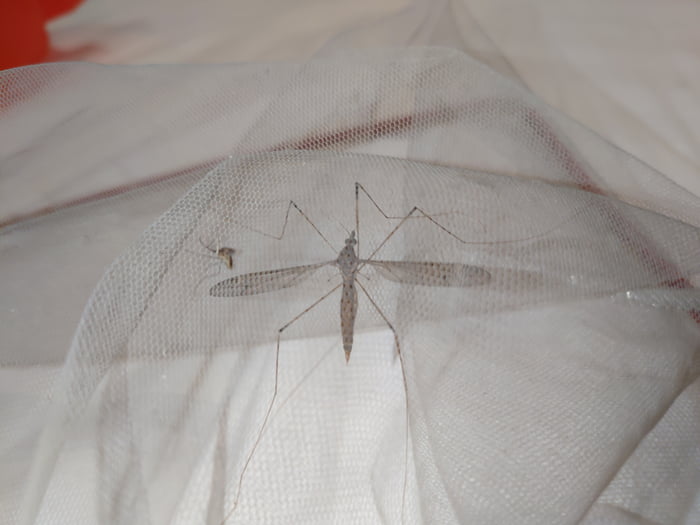 Finally I caught Indonesian El Mosco (Here compare with dead big yard ...