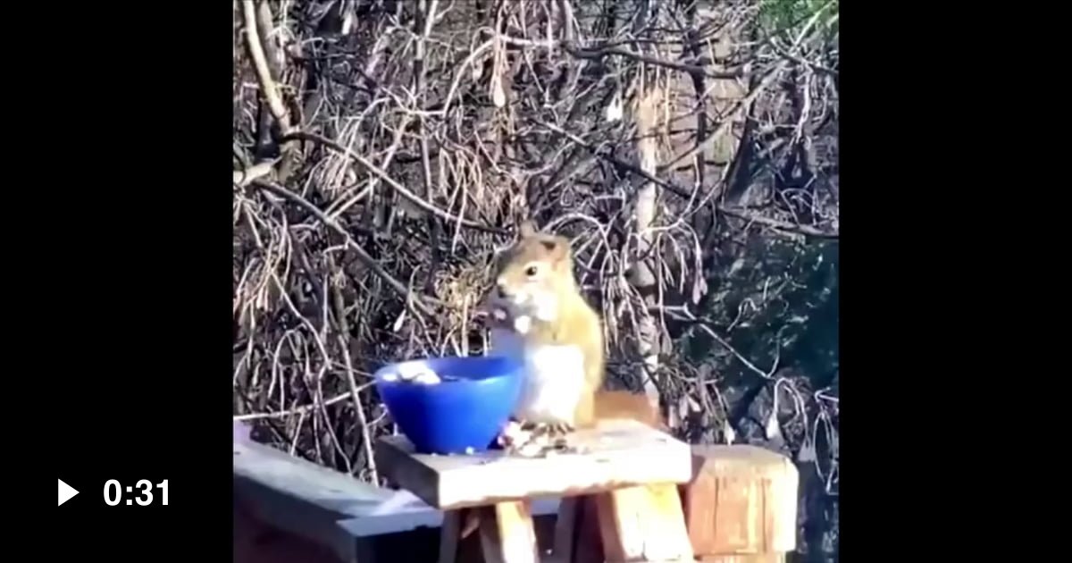 Tripping squirrel, now with improved sound - 9GAG