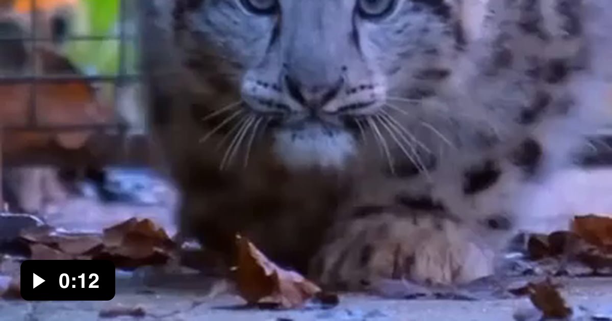 This chonky snow leopard. - 9GAG