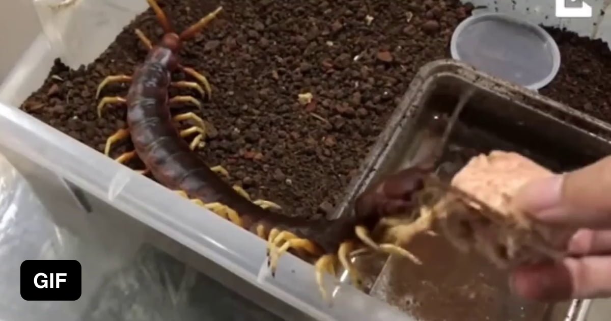 Scolopendra gigantea, also known as the Peruvian giant yellow-leg ...