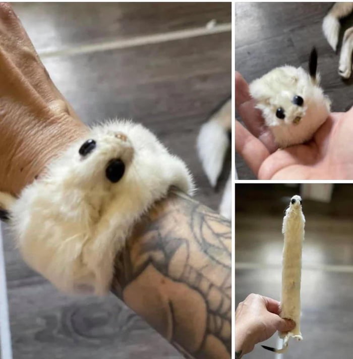 Taxidermy Weasel Slap Bracelet - 9GAG