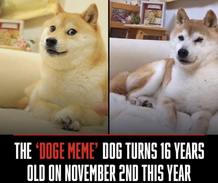 The doge meme dog turns 16 - 9GAG